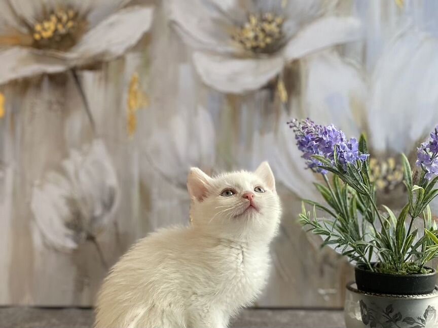 Белый котенок мальчик в добрые руки