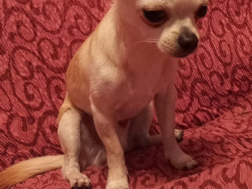 Вязка чихуахуа