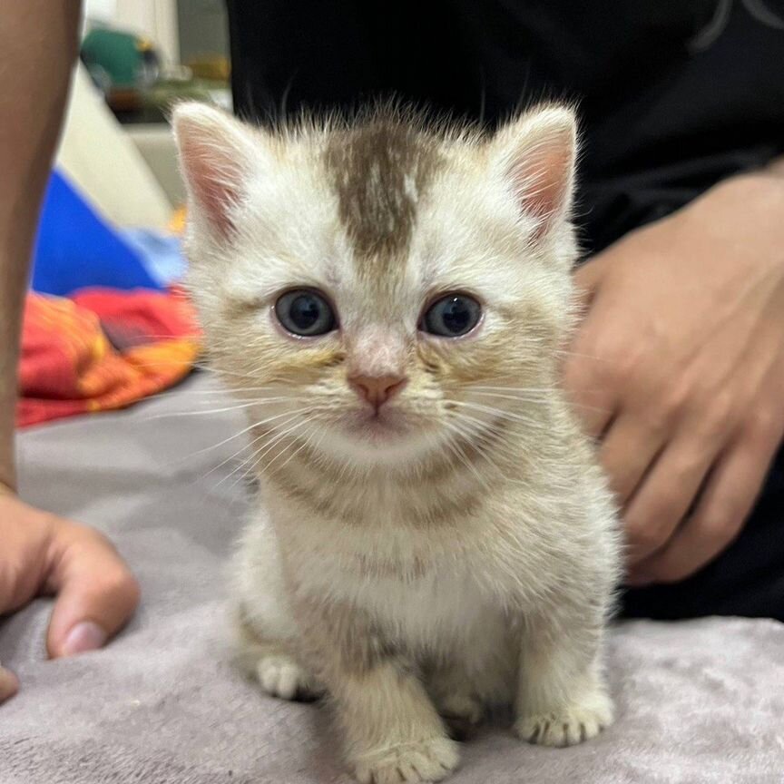 Шотландский прямоухий длинношёрстный котёнок