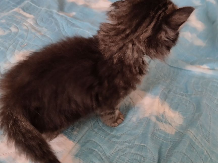 Новогодние котята ищут дом