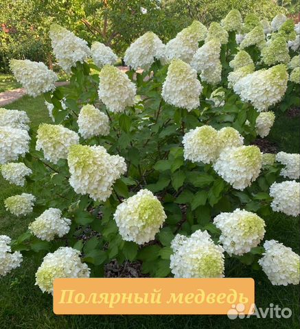 Гортензия метельчатая Полярный медведь купить в Волгограде | Товары для ...