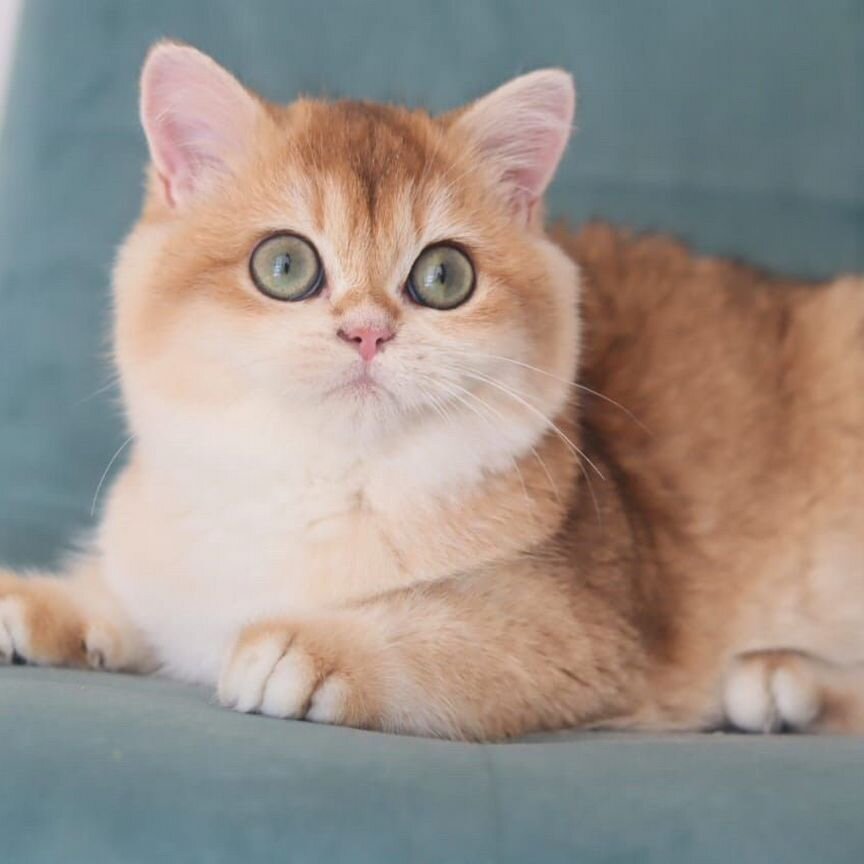 Британские котята золотая шиншилла