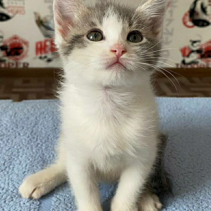 Котята Ксюшка и Костик