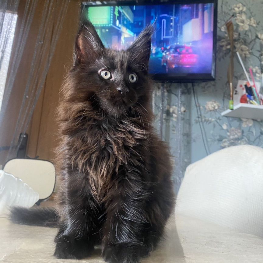 Котята майнкун уголечки