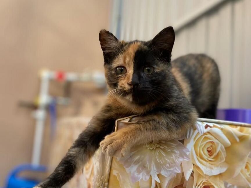 Кошечка необычного редкого раскраса