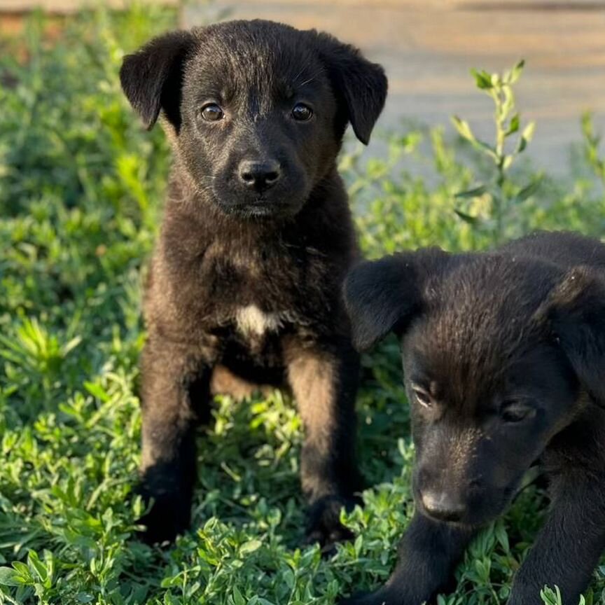 Восточно европейские овчарки