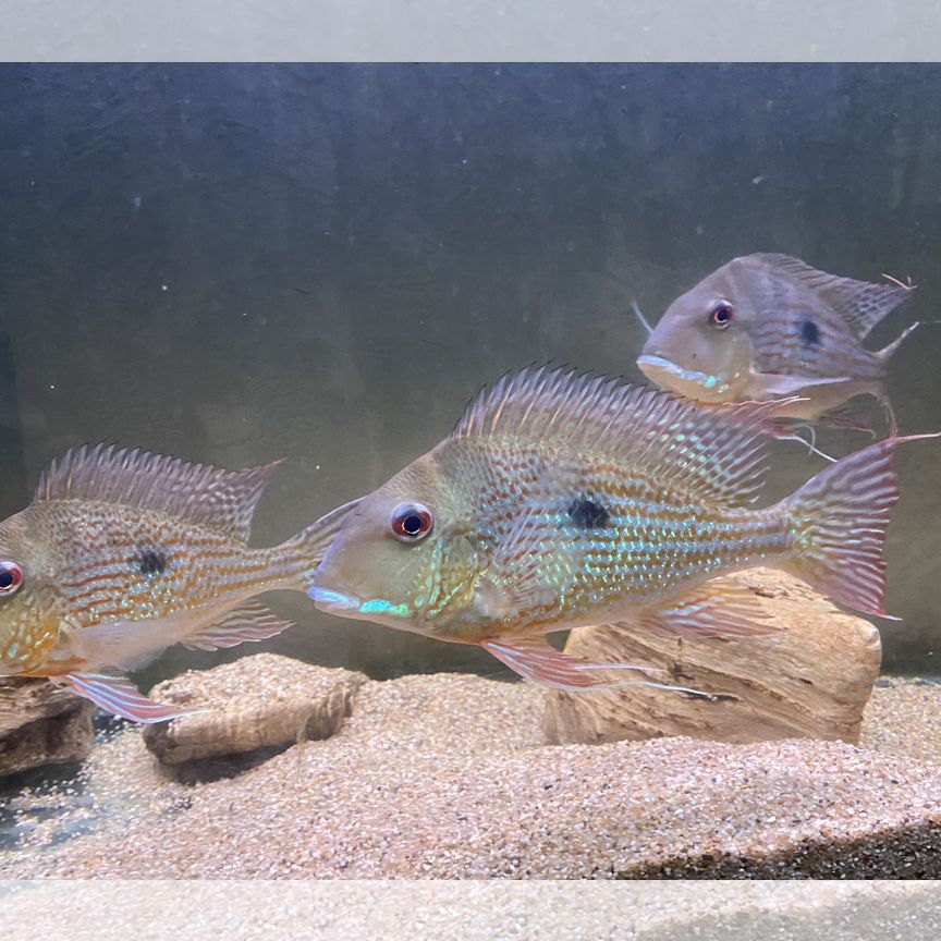 Геофагус Абалиос