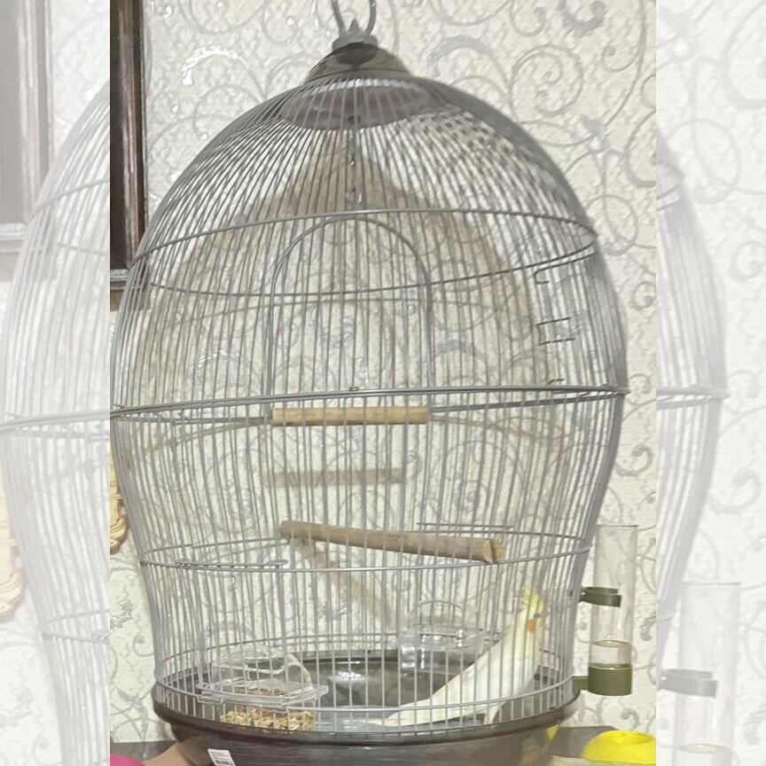 Попугай корелла с клеткой