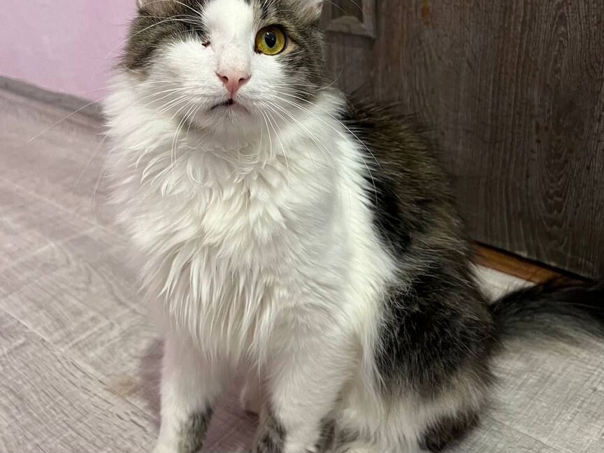 Одноглазый котик (из приюта)