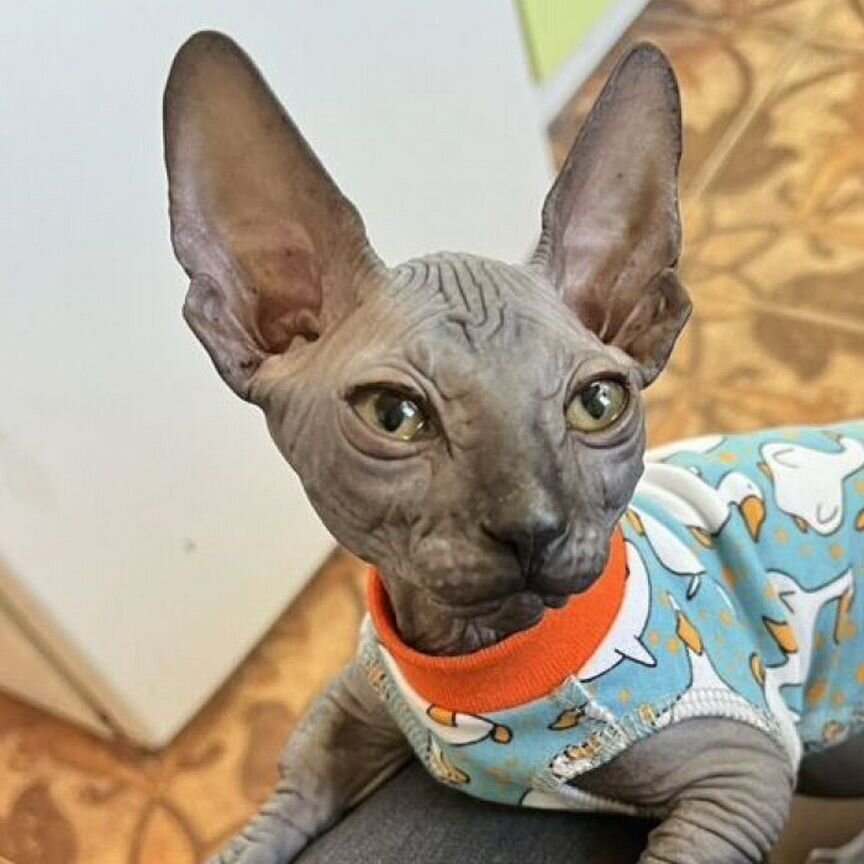 Канадский сфинкс котёнок