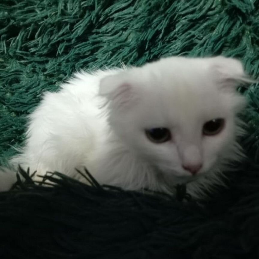 Шотландский вислоухий длинношёрстный котёнок