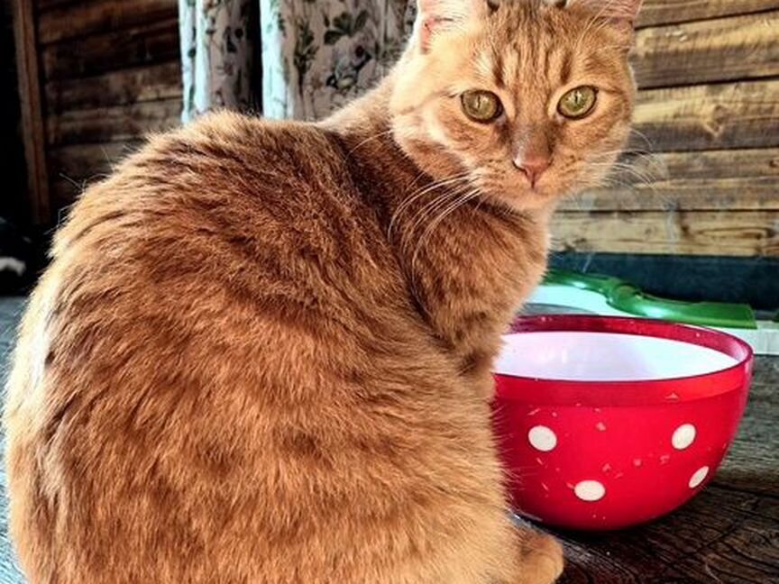 Рыжая кошка