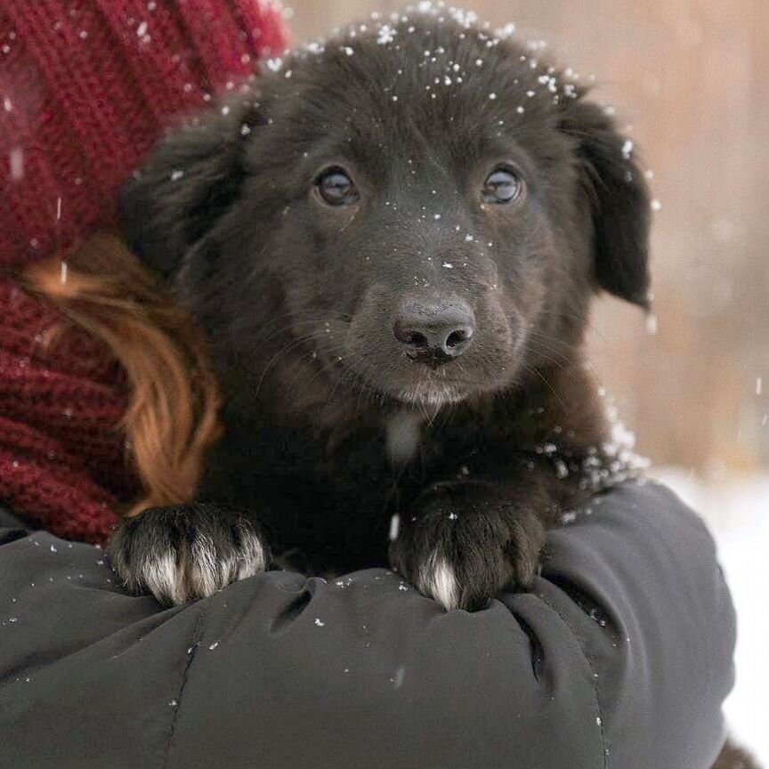 Адель. Пушистое счастье