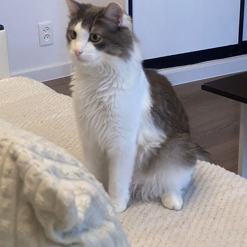 Отдам кота в добрые руки