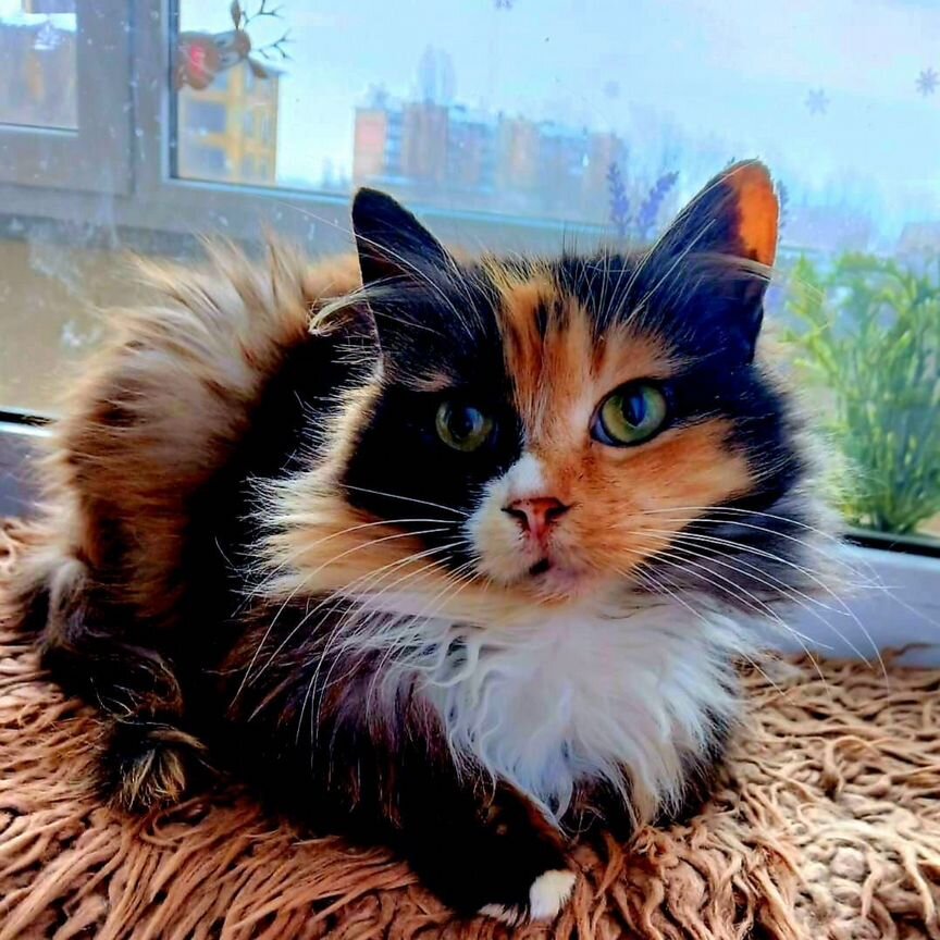 Люсьен ищет дом