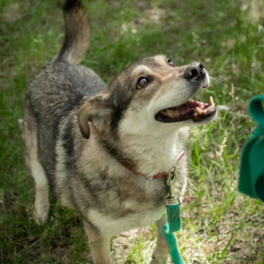 Лада просит забрать ее из приюта