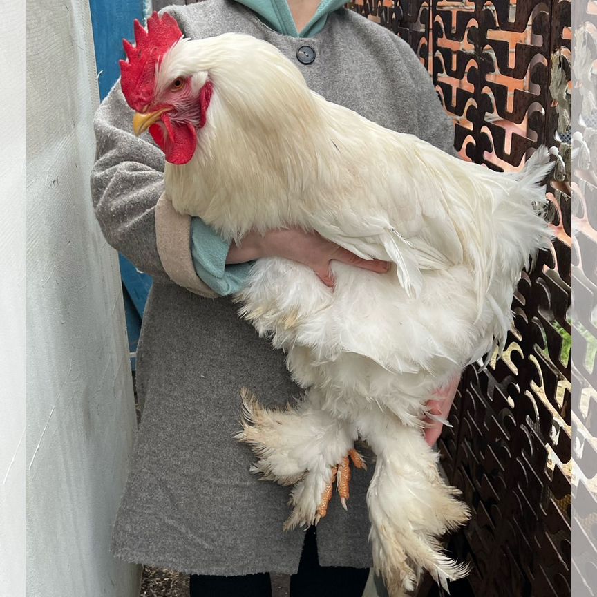 Петух кохинхин