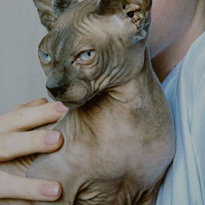 Канадский сфинкс