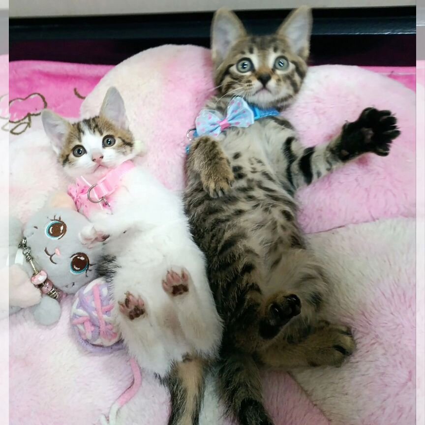 Котята