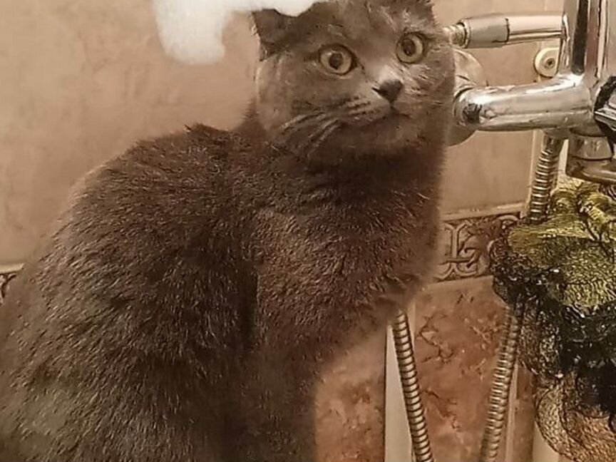 Кошка британка