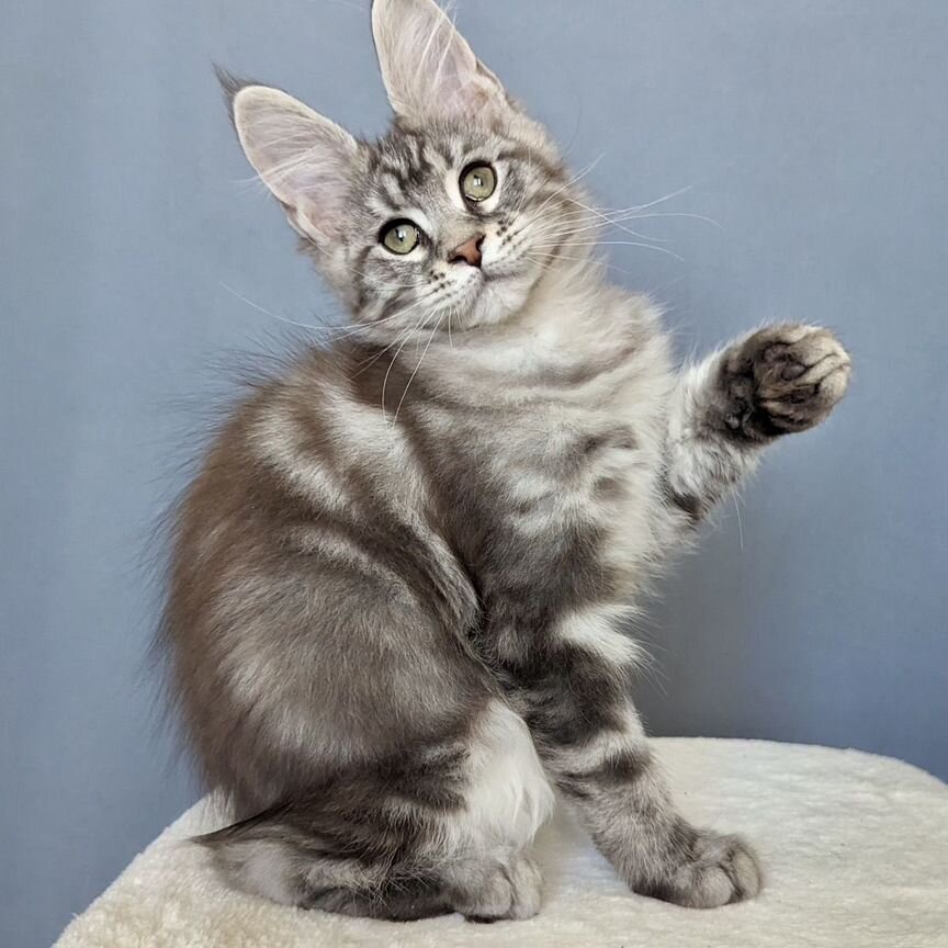 Особенный мальчик мейн кун