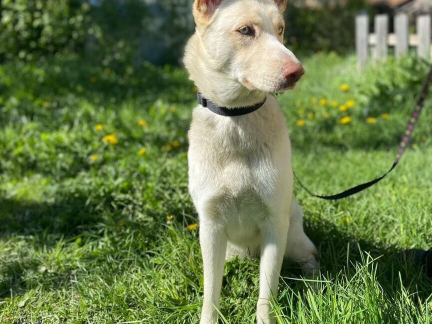 Собака в добрые руки