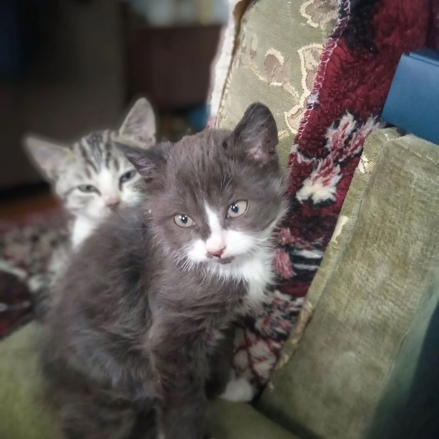Маленькому котику очень нужен дом