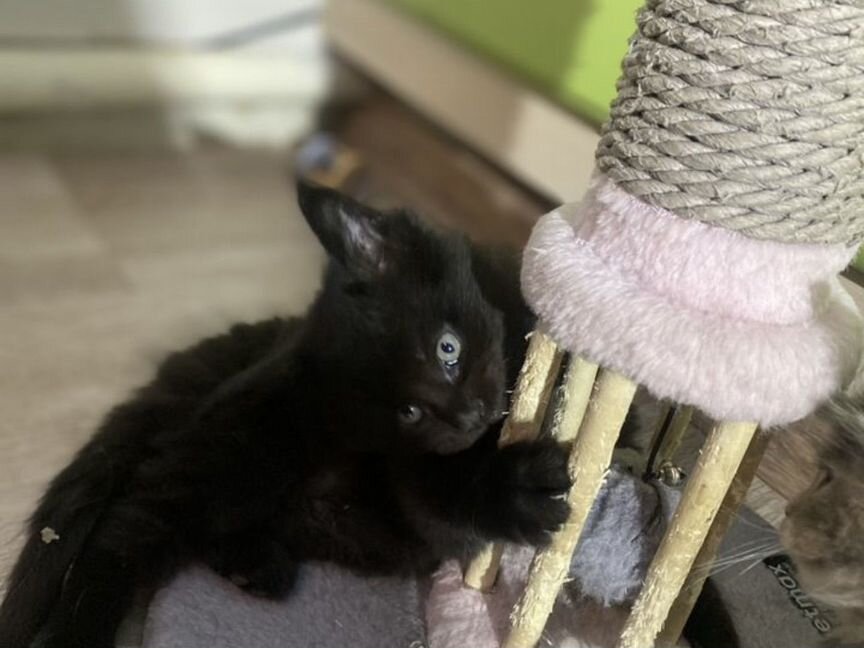 Габаритные великанны парни и девчата мейн кун