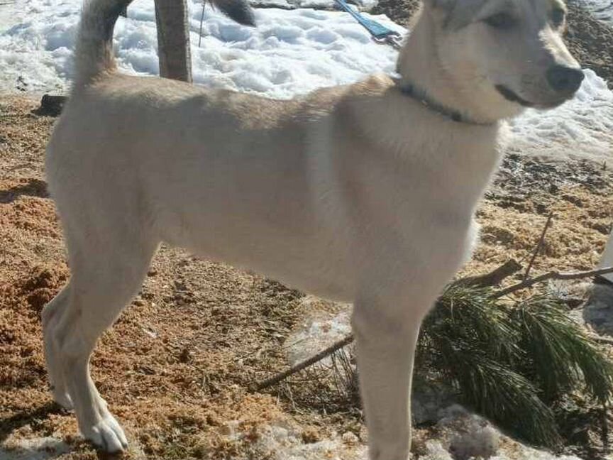 Лучший друг ответственным людям