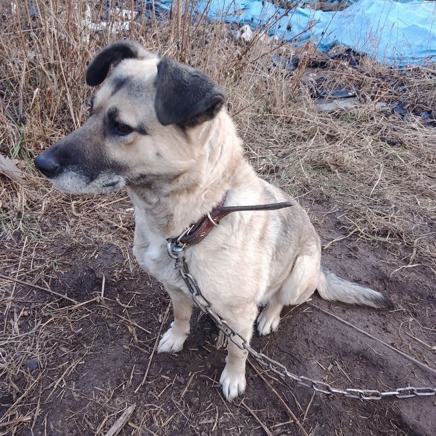 Отдам собак в добрые руки