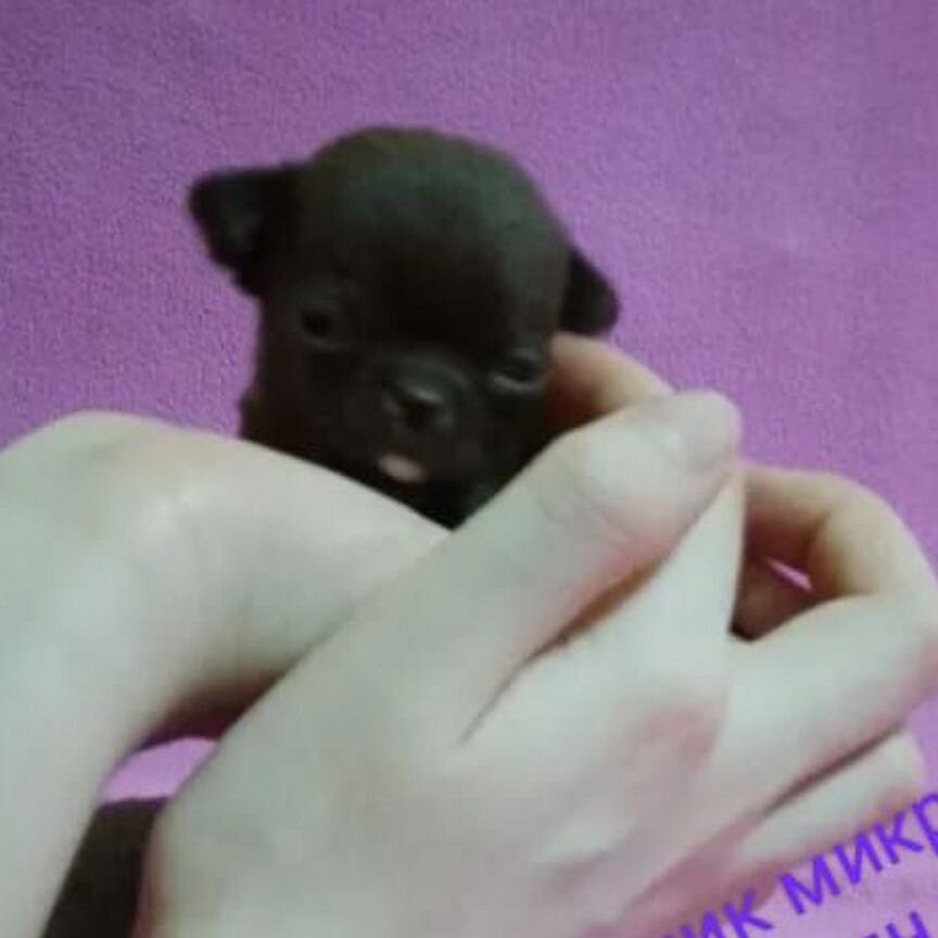 Чихуахуа, горький шоколад