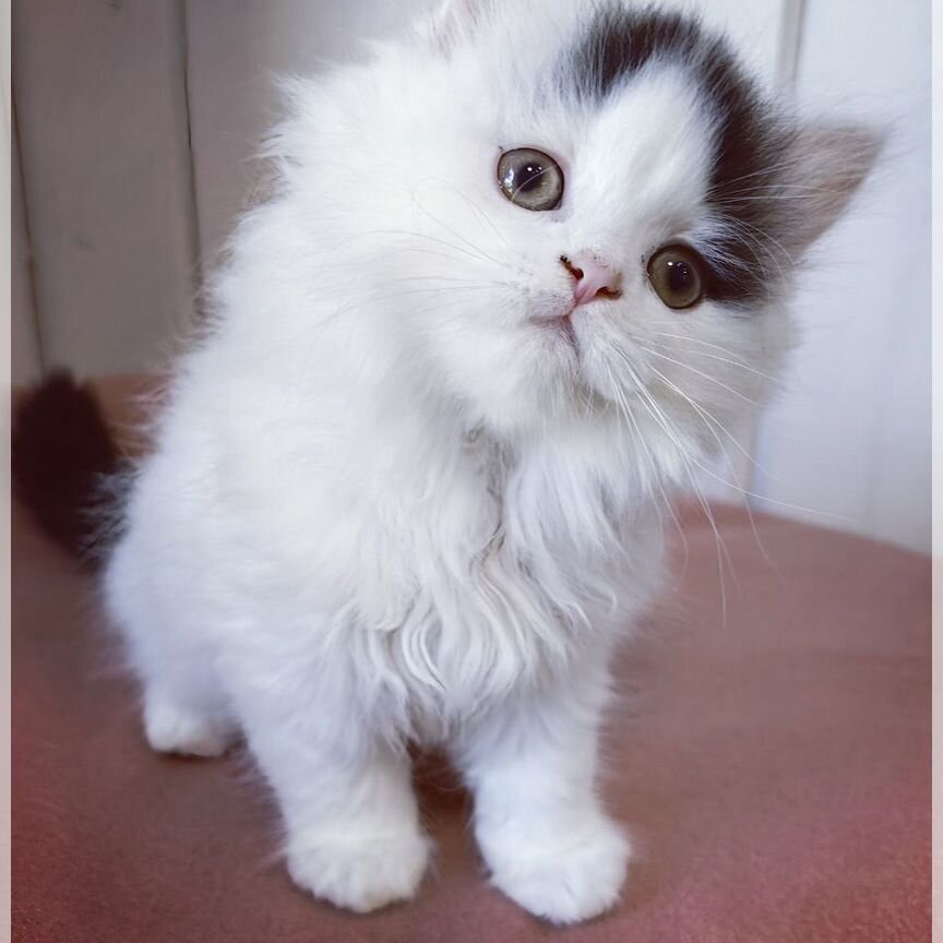 Британский котик