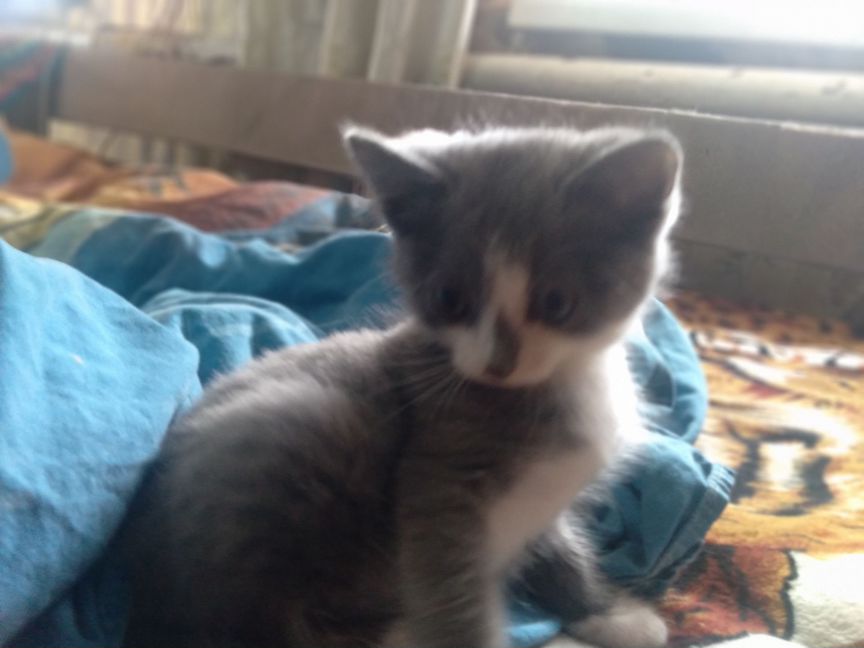 Маленькая кошка