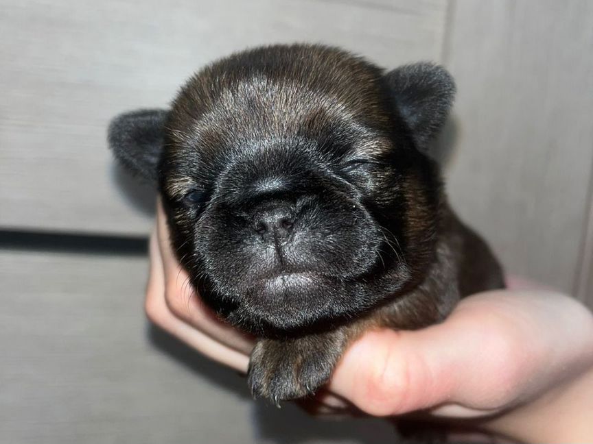 Девчонка Пти брабансон