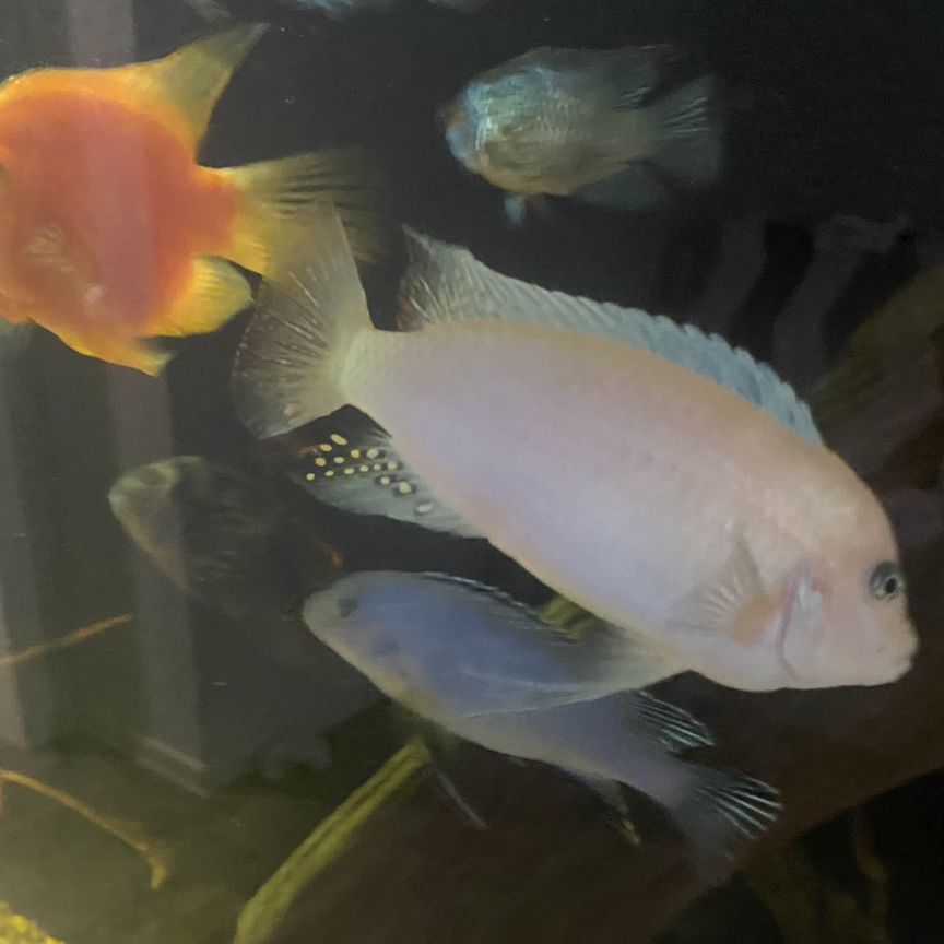 Аквариумные рыбки