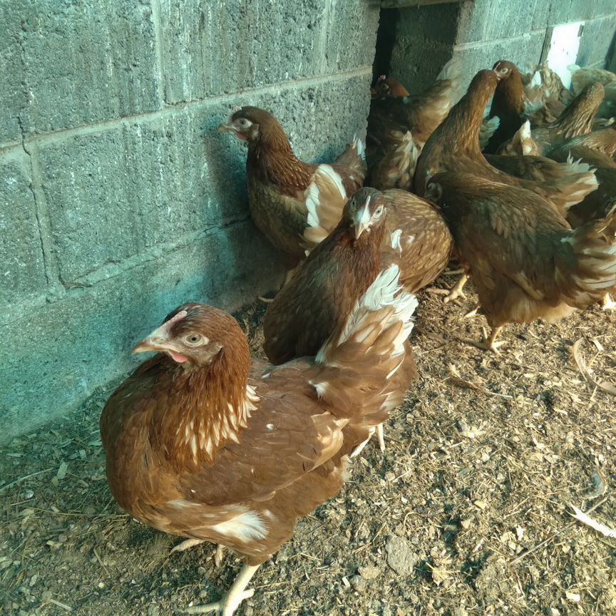 Куры молодки 4.5 мес