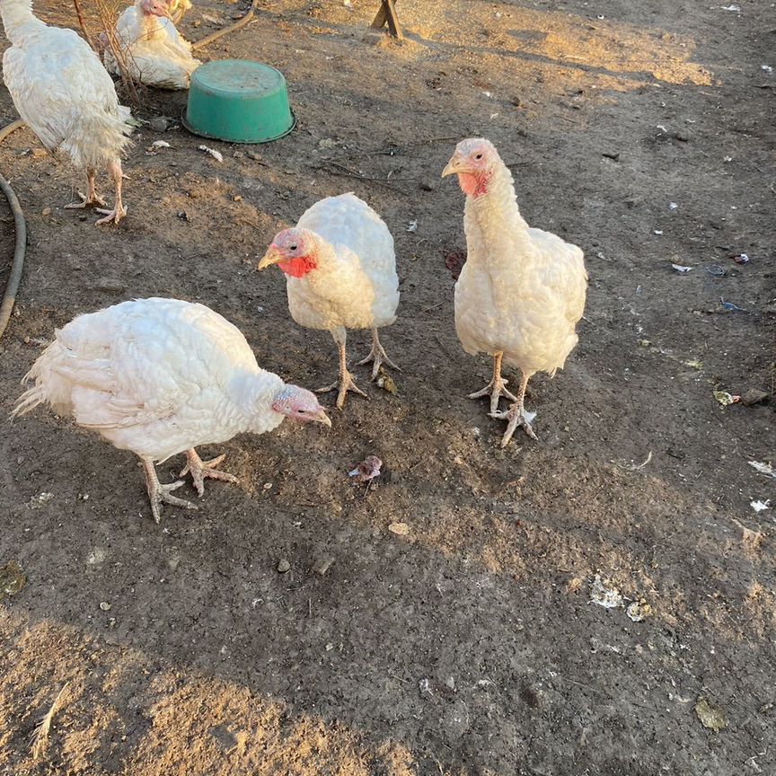 Индюки на мясо