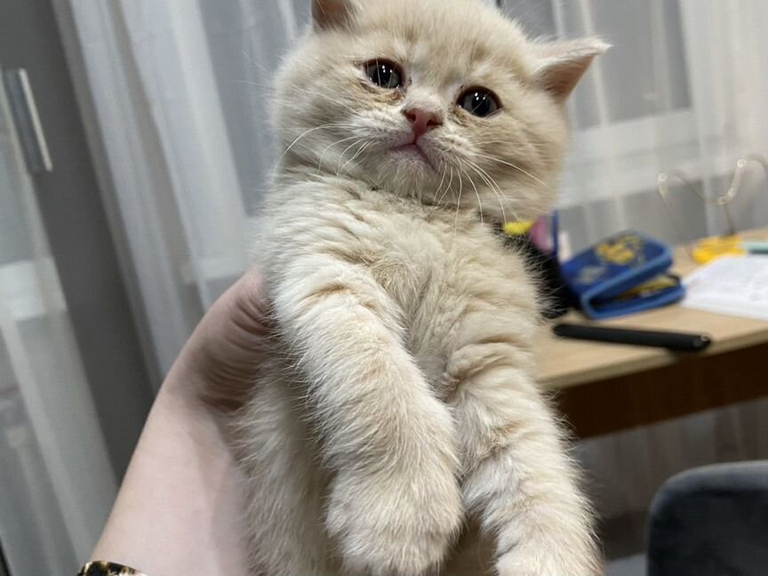 Котенок котик