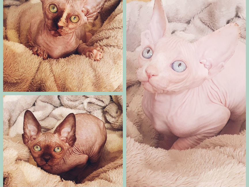 Котята Канадский Сфинкс