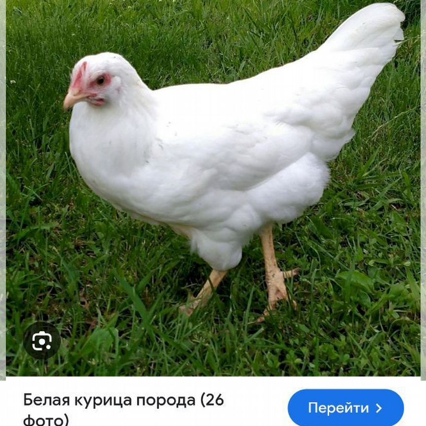 Молодые курицы несушки