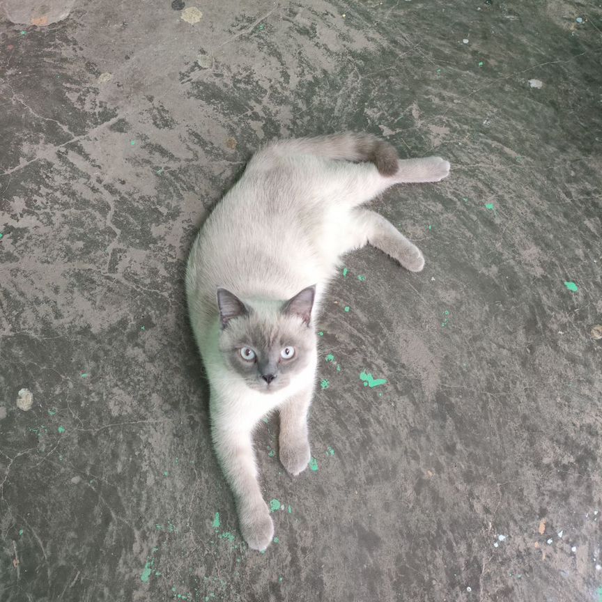 Кот в добрые руки