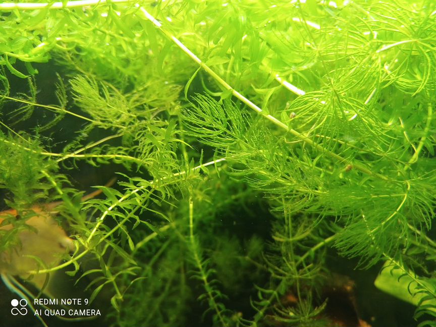 Растение в аквариумное