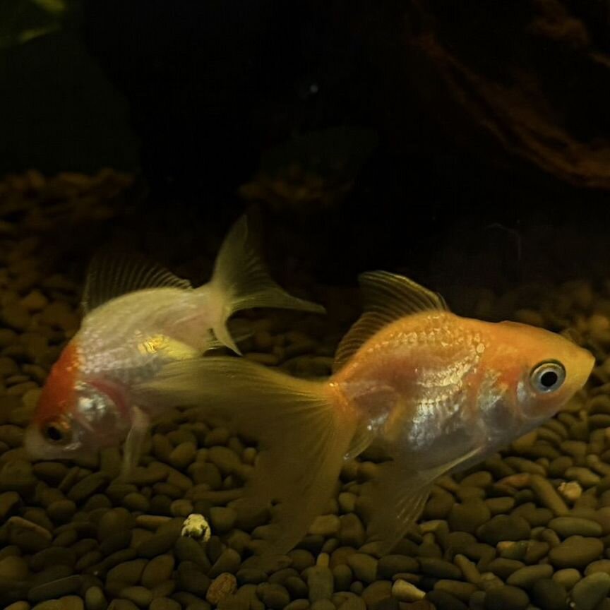 Золотая рыбка