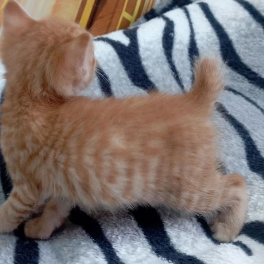 Курильский бобтейл длинношёрстный котёнок