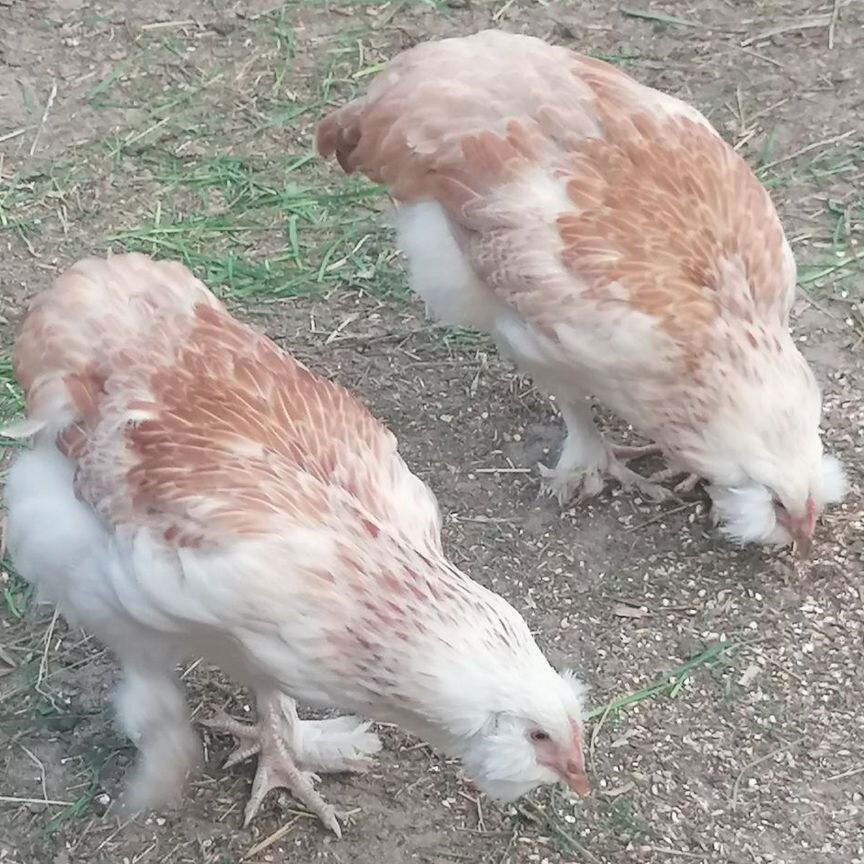 Куры молодки