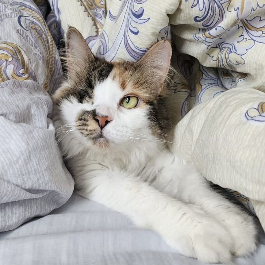 Трехцветная кошечка