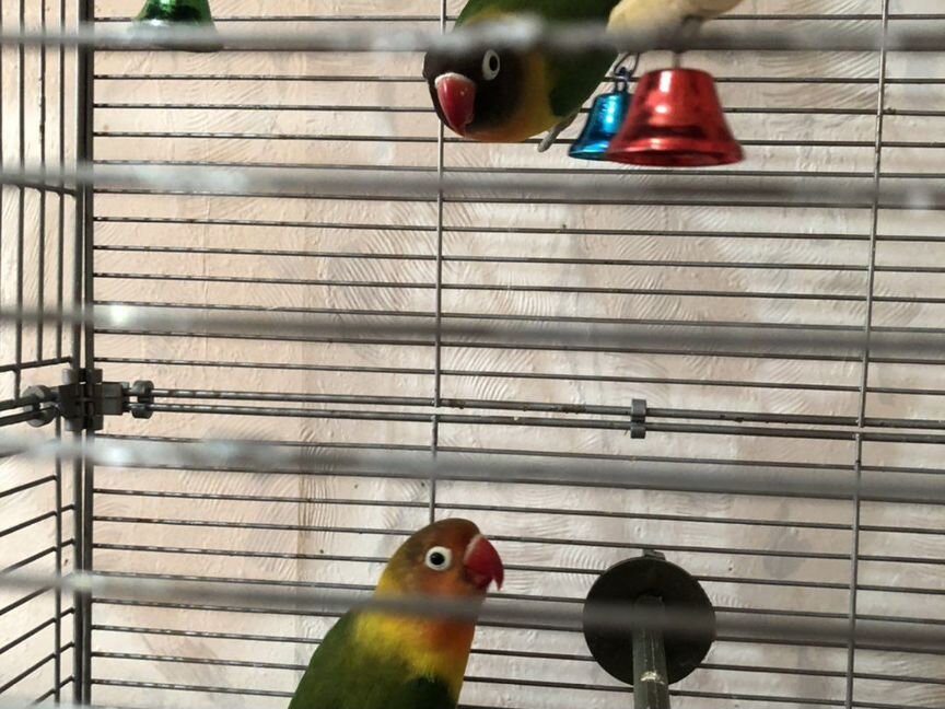 Попугаи неразлучники с клеткой