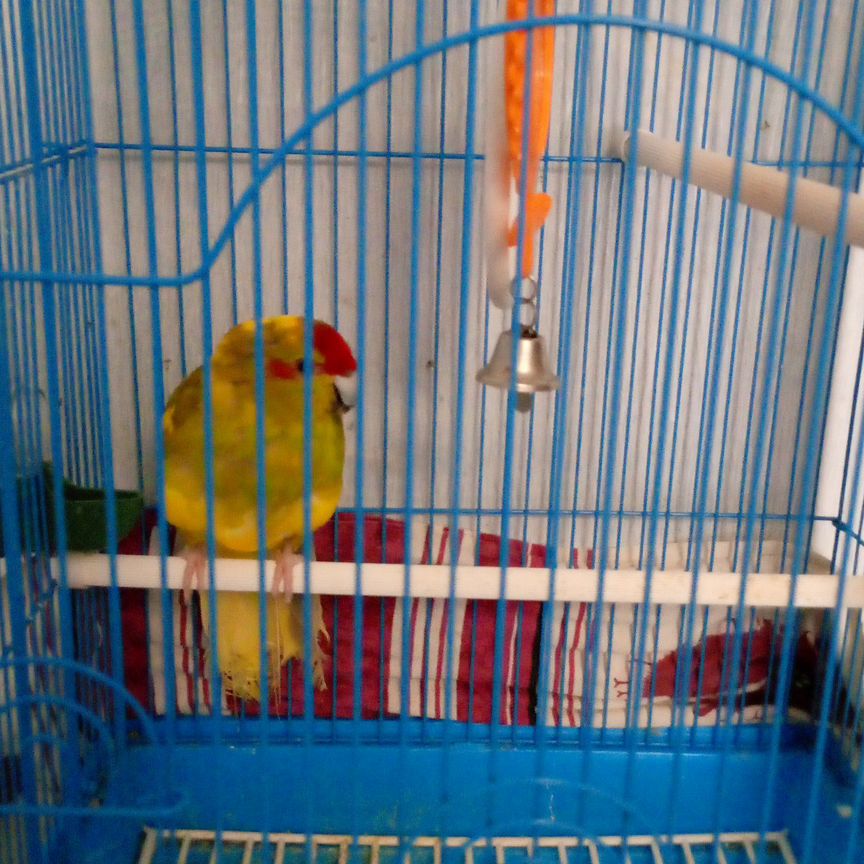 Попугай порода Кокарик