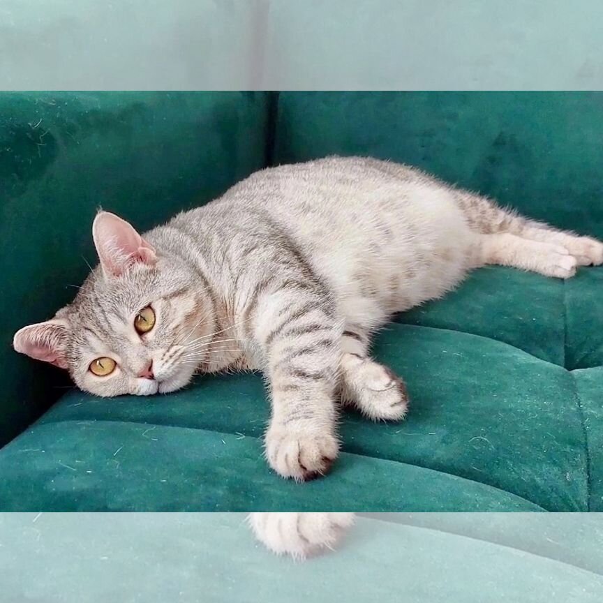 Британская короткошёрстная кошка, взрослая