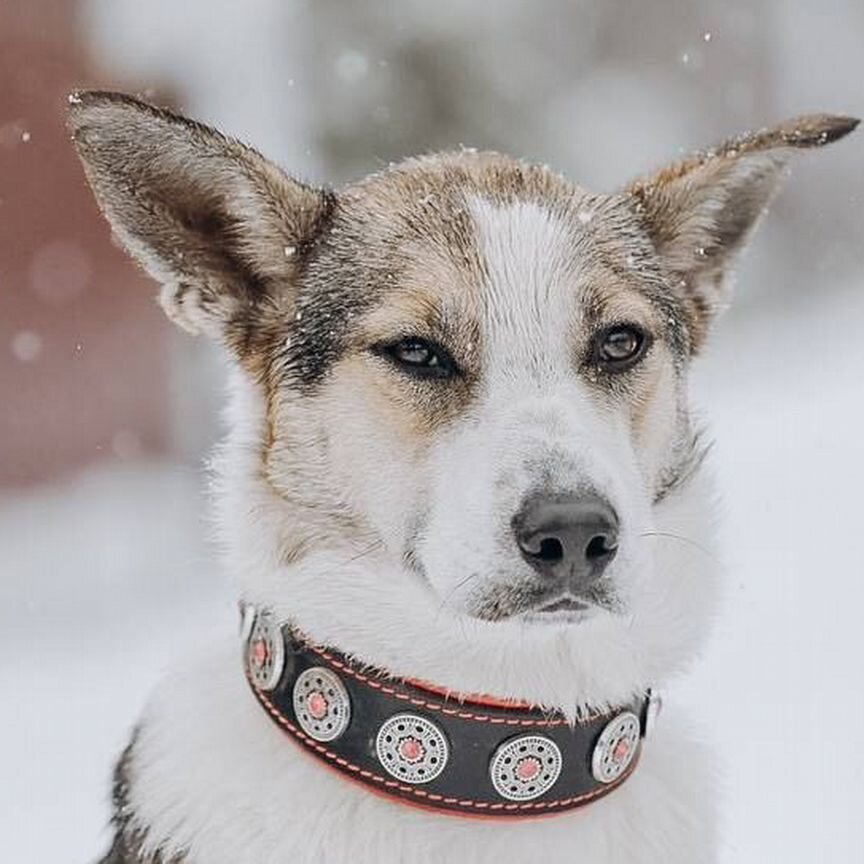 Габи, собака 1 год